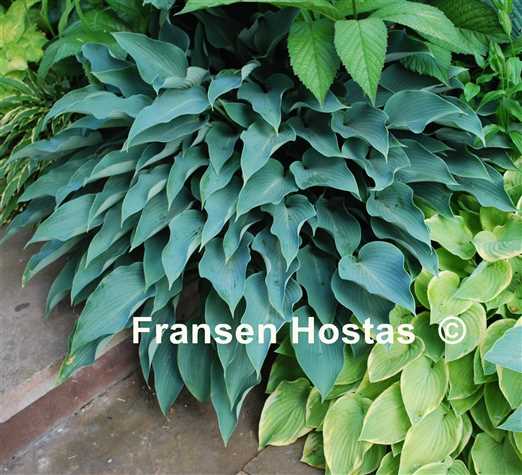 Hosta Blue Arrow - Fransen Hostas